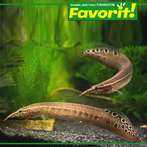 Jual Sili Bambu 20cm+ Ikan Hias Aquascape Hiasan Aquarium Tanaman Air ...