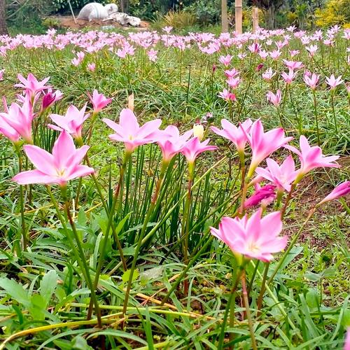 Jual Tanaman Bunga Rain Lily - Tanaman Hias Zephyranthes - Rainlily ...