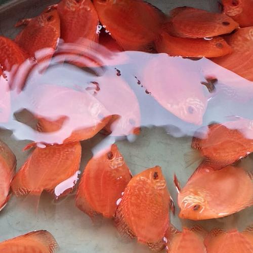 Jual discus 1.5in jenis mix - Kab. Bogor - discus guppy | Tokopedia