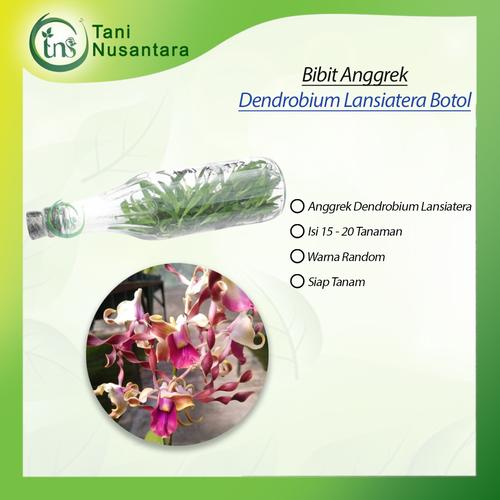 Jual Bibit Anggrek DENDROBIUM LASIANTHERA - Kab. Blitar - Tani ...