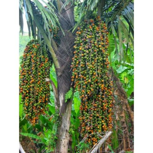 Jual paket 50 bibit biji aren/kolang Kaling genjah varietas unggul ...