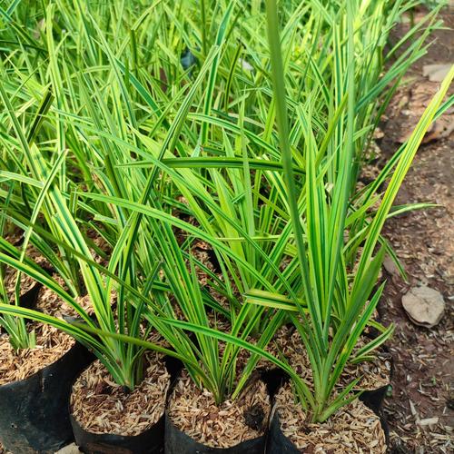 Jual tanaman hias pandanus veitchii/tanaman pandan kuning mini/pohon ...