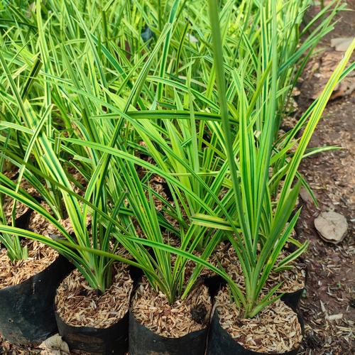 Jual tanaman hias pandan kuning afrika/pohon pandan kuning mini - Kab ...