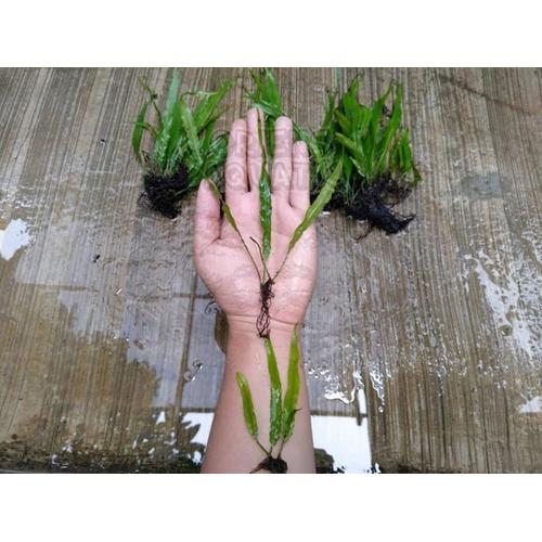 Jual TANAMAN KADAKA AQUASCAPE AQUARIUM - Kota Bandung - JN AQUARIUM ...