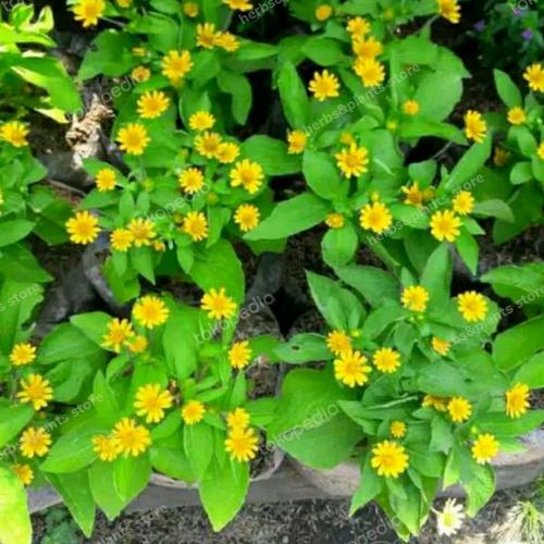 Promo Tanaman hias bunga matahari mini - Kota Tangerang Selatan - herbs ...