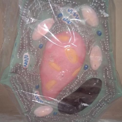 Jual Model Sel Tumbuhan Biologi - Kota Bekasi - mitraalatperaga | Tokopedia