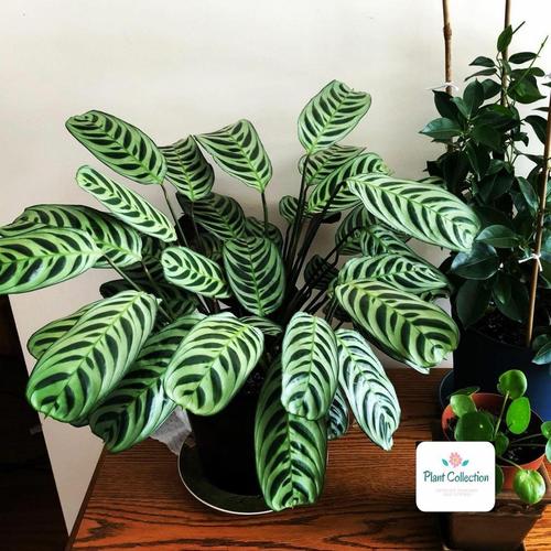 Jual TANAMAN HIAS CALATHEA BURLEMARXII | CALATHEA STROMATA - Jakarta ...