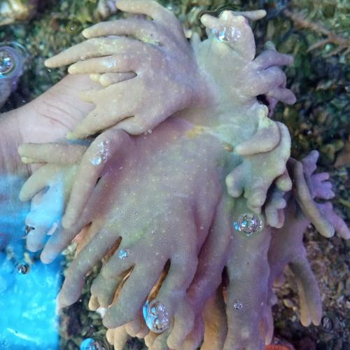 Jual Tangan setan ijo jumbo - Jakarta Selatan - Aqila aquatic | Tokopedia