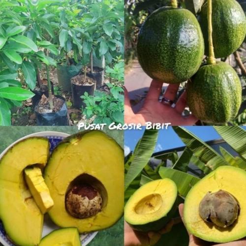 Jual Bibit alpukat kendil ukuran 1 meter batang besar - Kab. Kediri ...