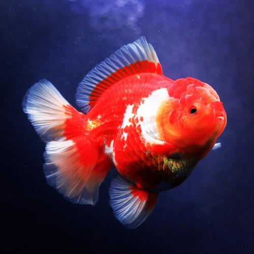 Jual ikan koki oranda bagong Shogun rose tail barter play ori grade A ...