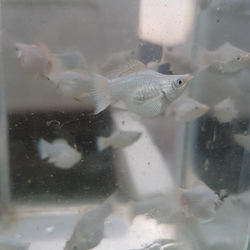 Jual ikan molly moli balon platinum lyretail ikan hias - Jakarta Barat ...