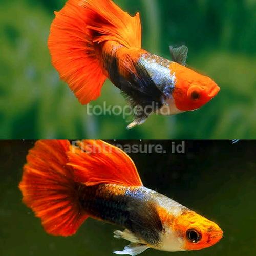 Jual Ikan Hias Guppy Black Koi - betina - Kota Depok - Fishtreasure. id | Tokopedia