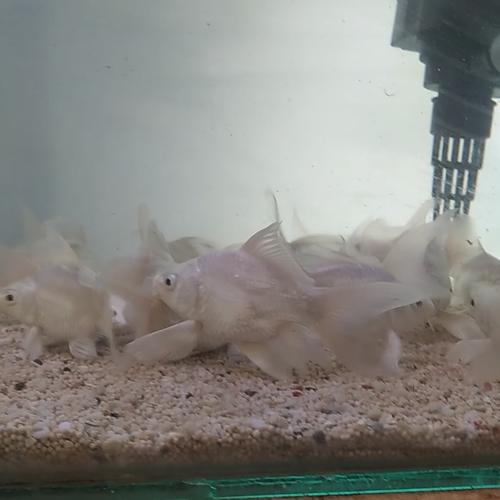 Jual Koi Butterfly Shortbody import - Jakarta Barat - AquaCornerjakarta ...