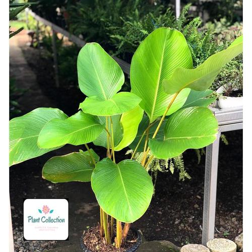 Jual TANAMAN HIAS CALATHEA LUTHEA | CALATHEA LUTEA 50cm - 1 meter ...