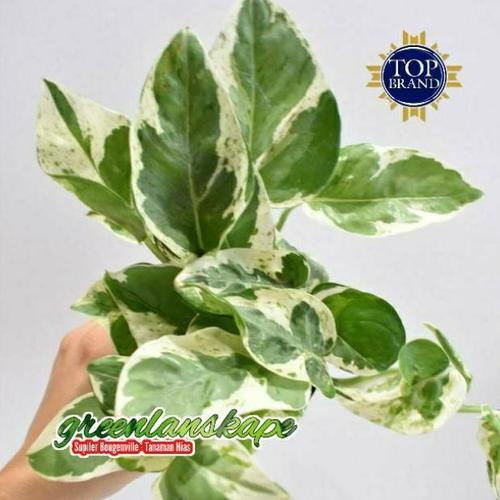 Jual Tanaman sri gading hias gantung sirih gading epipremnum enjoy ...