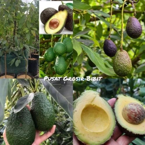 Jual Bibit alpukat hass ukuran 1 meter batang besar - Kab. Kediri ...