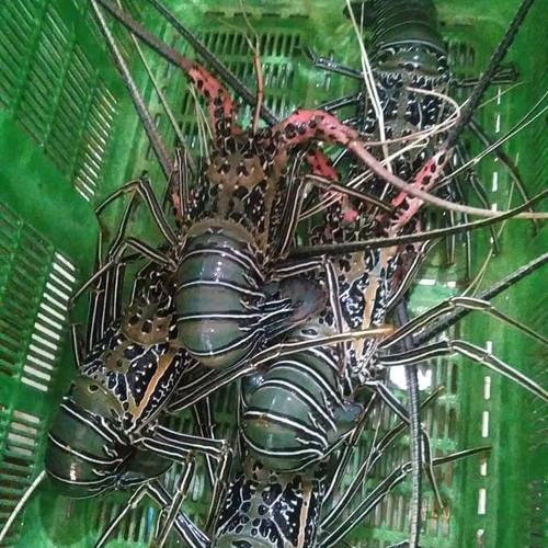 Jual LOBSTER JUMBO BESAR HIDUP (LIVE) 1 Kg isi 3 - Jakarta Utara ...