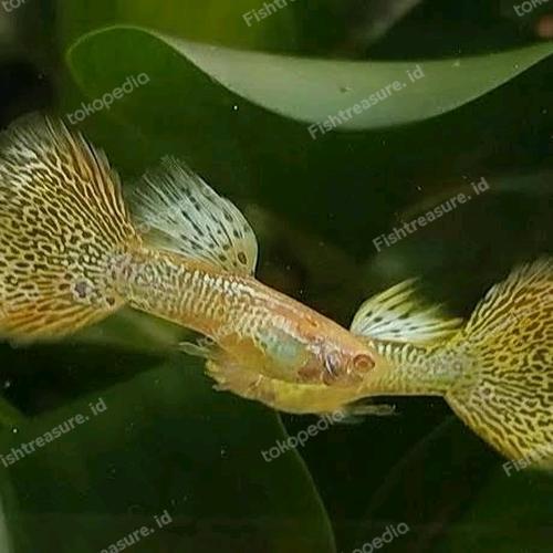 Jual Ikan Hias Guppy Albino Metal Yellow Cobra - betina - Kota Depok - Fishtreasure. id | Tokopedia