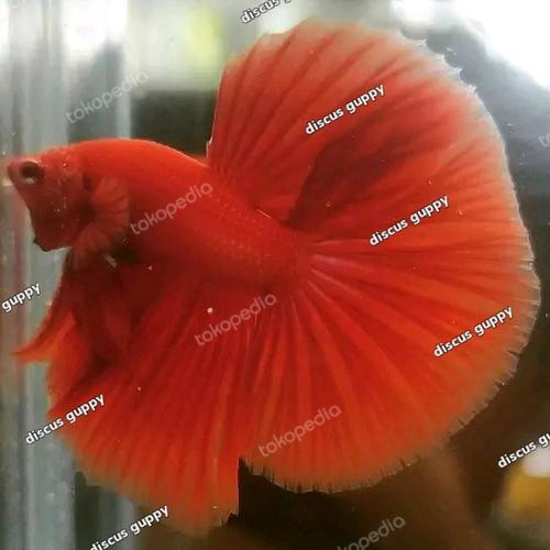 Jual cupang halfmon super red male hiasan aquarium - Kab. Bogor ...