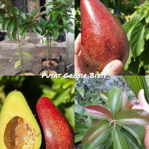 Jual Bibit alpukat red Vietnam ukuran 1 meter batang besar - Kab ...