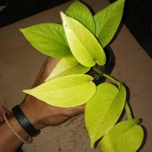 Jual Sirih gading kuning lemon / variegata tanaman gantung - SG ...