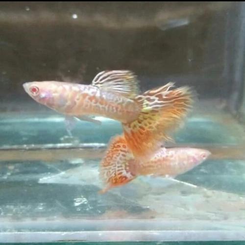 Jual Ikan Guppy Albino Platinum Yellow Tiger - betina - Kota Depok - Fishtreasure. id | Tokopedia