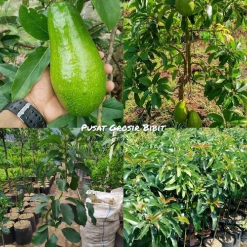Jual Bibit alpukat aligator ukuran 1 meter batang besar - Kab. Kediri ...