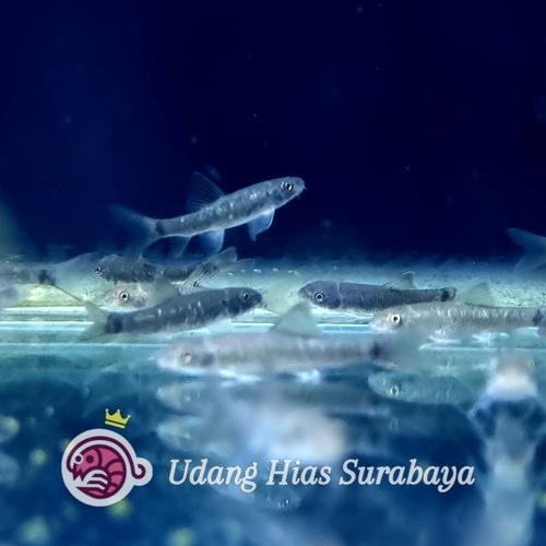 Jual Garra Rufa / Pemakan Lumut / Ikan Terapi / Ikan Hias Aquascape ...