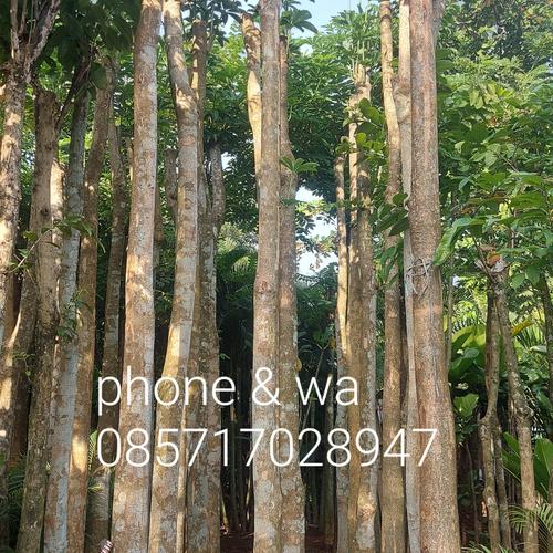 Jual paket 2 pohon pule putih tunggal- peneduh tinggi 4 meter + tanam ...