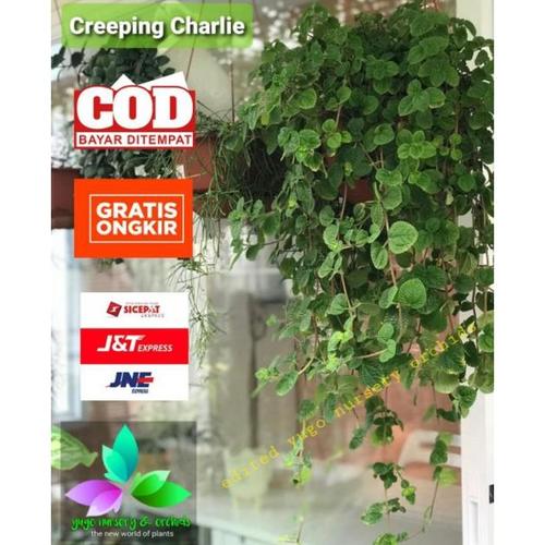 Jual Tanaman gantung dan rambat Creeping Charlie mirip daun mint ...