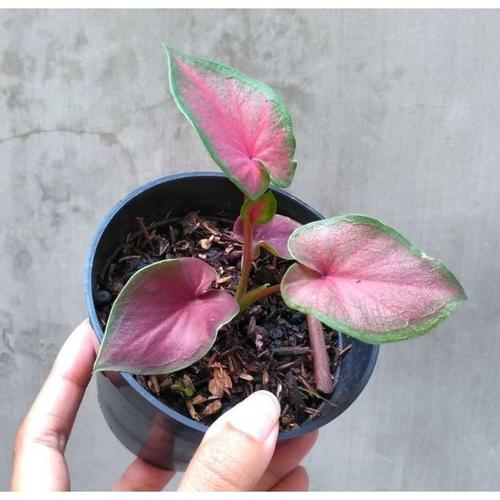 Jual bunga caladium red jaguar 1-3 daun tanaman keladi hias murah ...
