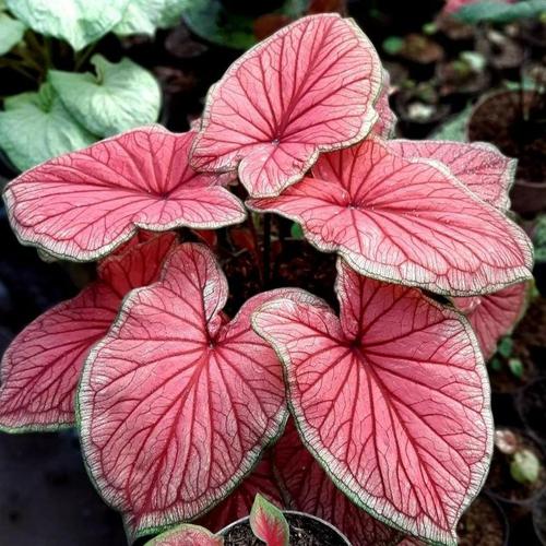 Jual bunga caladium red jaguar 1-3 daun tanaman keladi hias murah ...