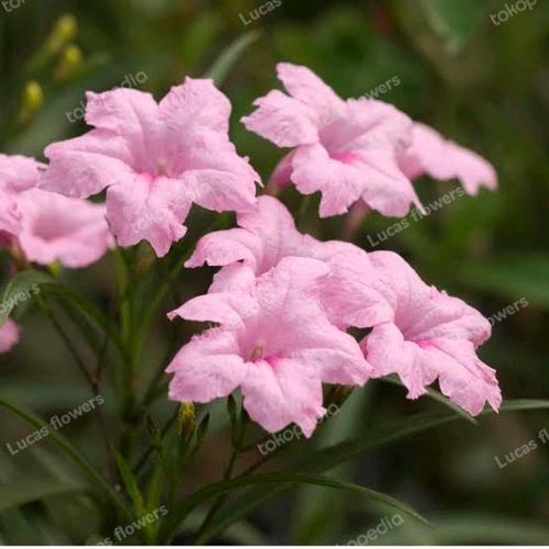 Jual tanaman hias rolia tegak bunga pink - ruellia - Kota Tangerang ...