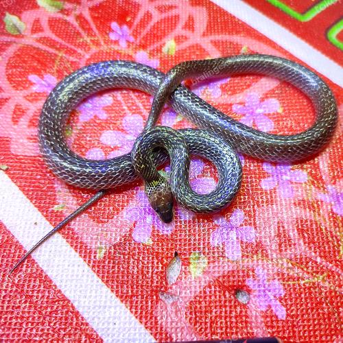 Jual lycodon capucinus ( ular cicak) - Kab. Purbalingga ...