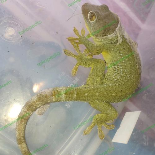 Jual tokay gecko morph olive patternless - Kab. Purbalingga ...