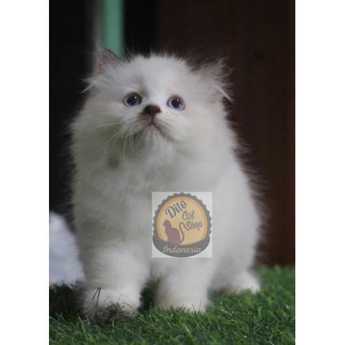 Jual Kucing Ragdol Blue Eyes Super - Jakarta Pusat ...