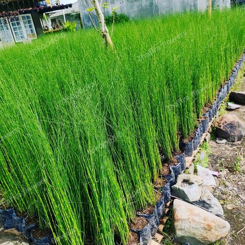 Jual Bambu air tanaman hias - Kota Tangerang Selatan - Zhafira flowers ...
