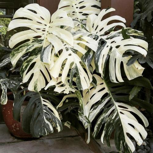 Jual monstera king albo variegata - Kota Palembang - -Whatever you want ...