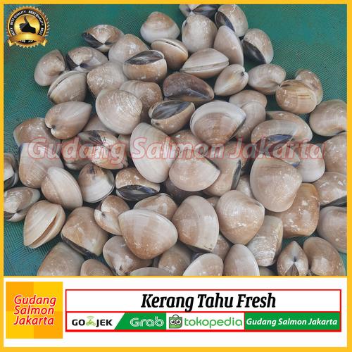 Jual Kerang Tahu FRESH 500gr / Kerang Kepah Segar Bersih / Kerang Laut ...