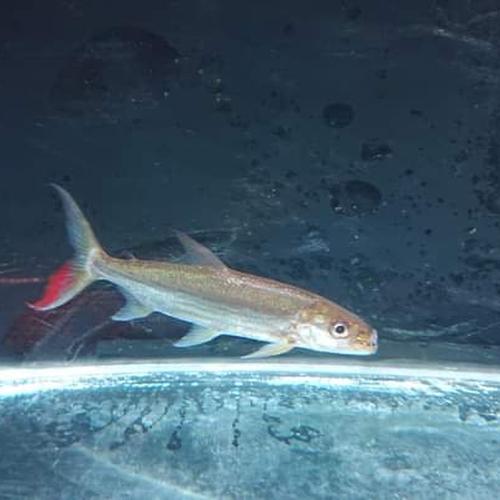 Jual ikan goliath tiger fish - Jakarta Selatan - DUABELAS_flowerhorn ...