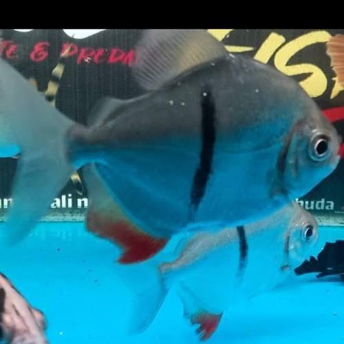 Jual IKAN HIAS THIN BAR AIR TAWAR/IKAN HIAS AQUASCAPE/PREDATOR FISH ...