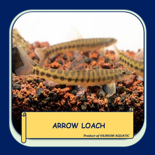 Jual IKAN HIAS AIR TAWAR - ARROW LOACH - Jakarta Pusat - Vilirium ...