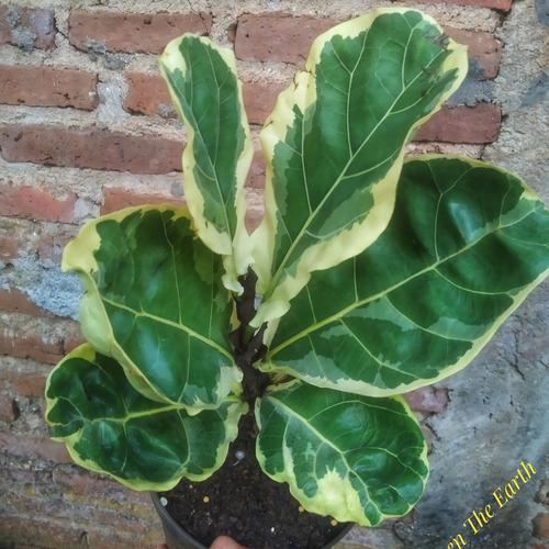 Jual Ficus lyrata White Margines Variegated Form /Ketapang Biola ...