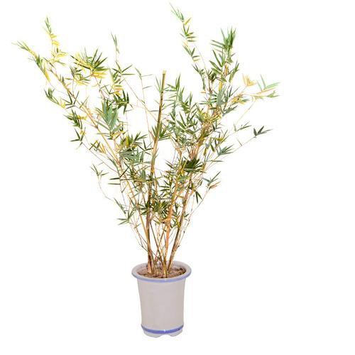 Promo bibit pohon bambu jepang mini / bambu kuning - Kab. Kediri ...