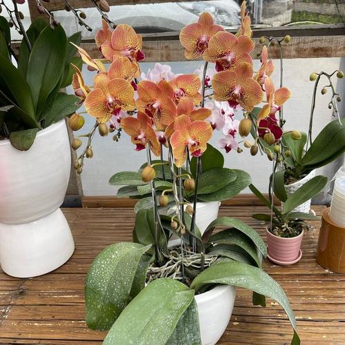 Jual bunga anggrek hidup asli/ ready banyak warna - Kota Bandung - Toko ...