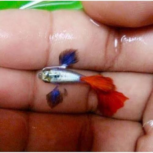 Jual Ikan Hias Guppy Platinum Red Tail Dumbo Ear - betina - Kota Depok - HaveGoodMarked | Tokopedia