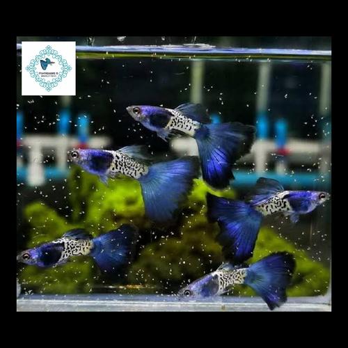 Jual Ikan Hias Guppy Metal Snakeskin Blue Tail - betina - Kota Depok - Fishtreasure. id | Tokopedia