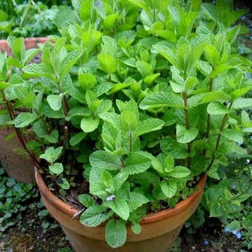Jual Biji Benih Bibit Herbal Daun Mint Spearmint - Aroma Mint Segar ...