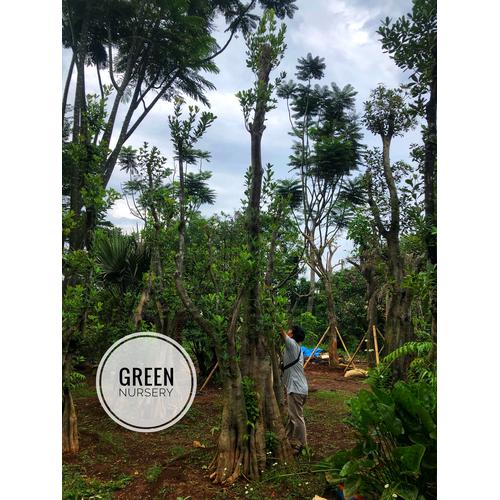 Jual Pohon Pule Rawa | Alstonia Spatulata || Lingkar 1,5-2Meter Sesuai ...