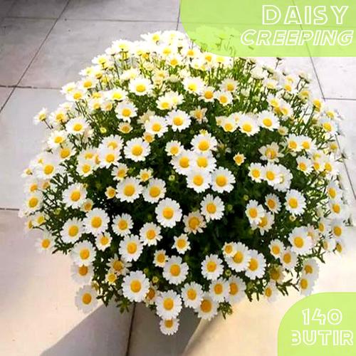 Jual Biji Benih Bunga Creeping Daisy Leucanthemum paludosum Tanaman ...